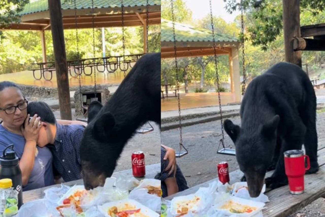Oso llega a su 'picnic' y se come hasta los tacos