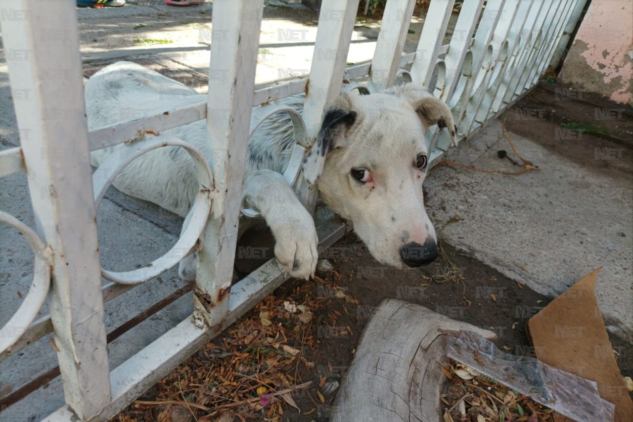 Fotos: Rescatan a un perro atorado en un portón