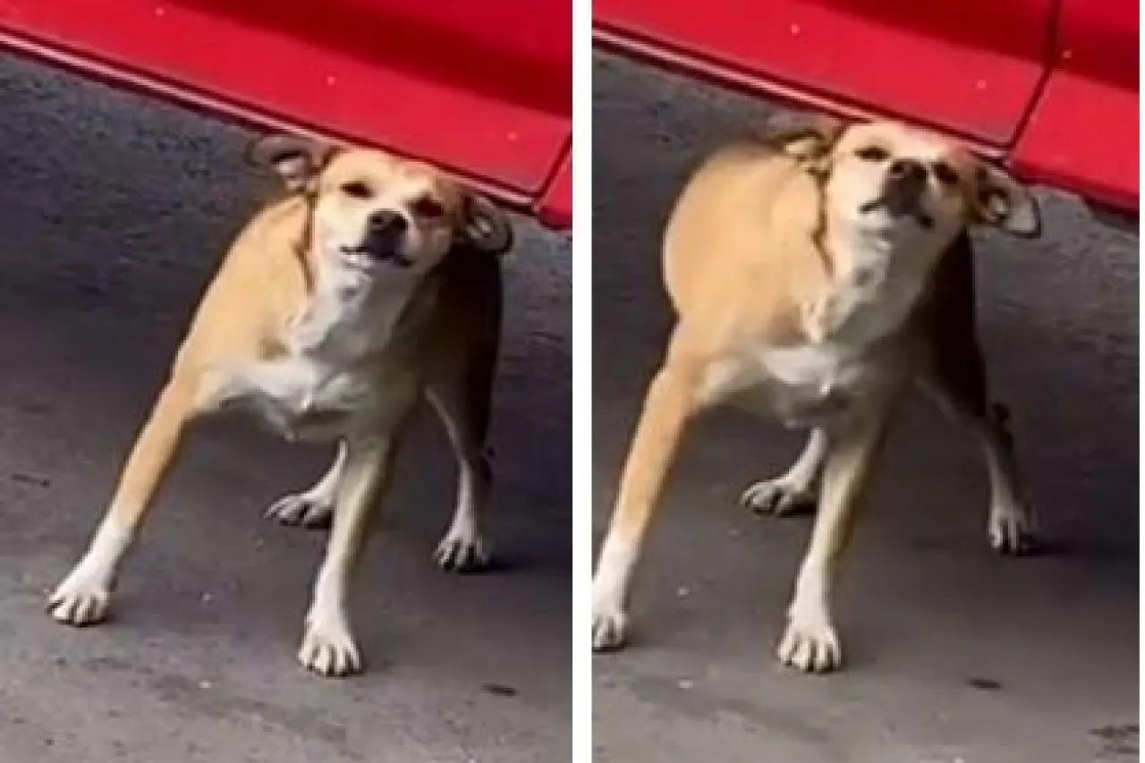 Perrito baila el 'Payaso de Rodeo' y se hace viral