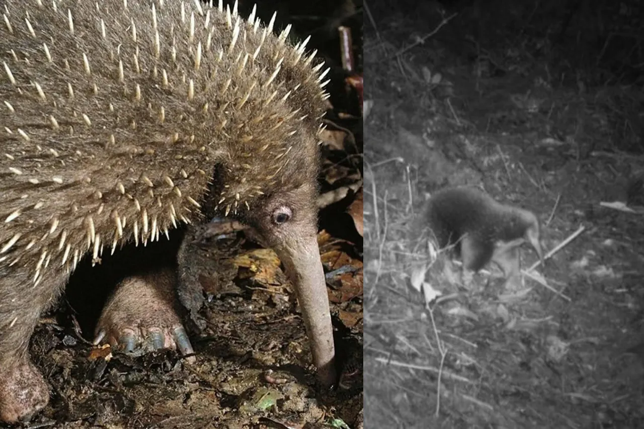 Encuentran extraño mamífero que se creía extinto hace 60 años