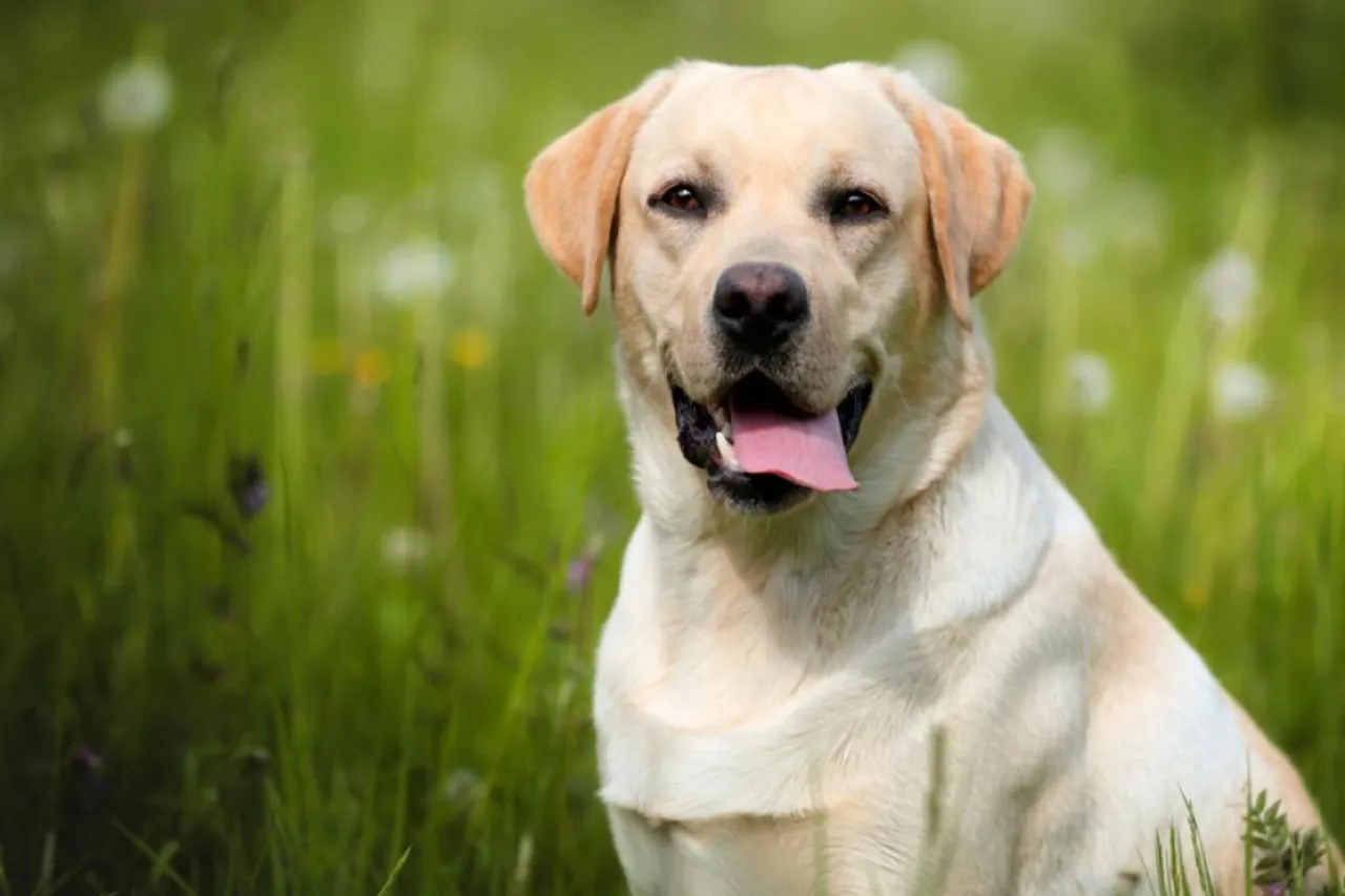 Labradores, los perros menos inteligentes entre 13 razas
