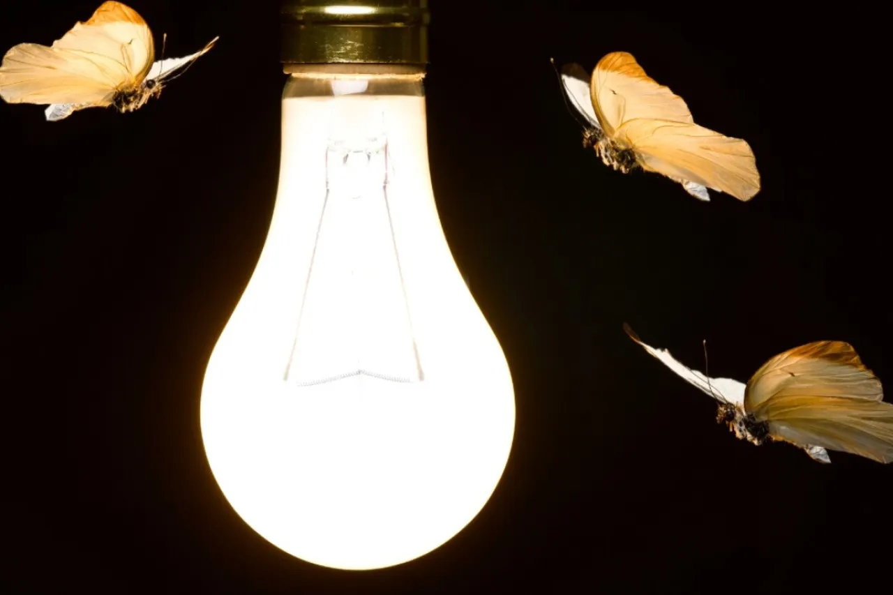 ¿Por qué la luz atrae a los insectos? Estudio revela la verdadera causa