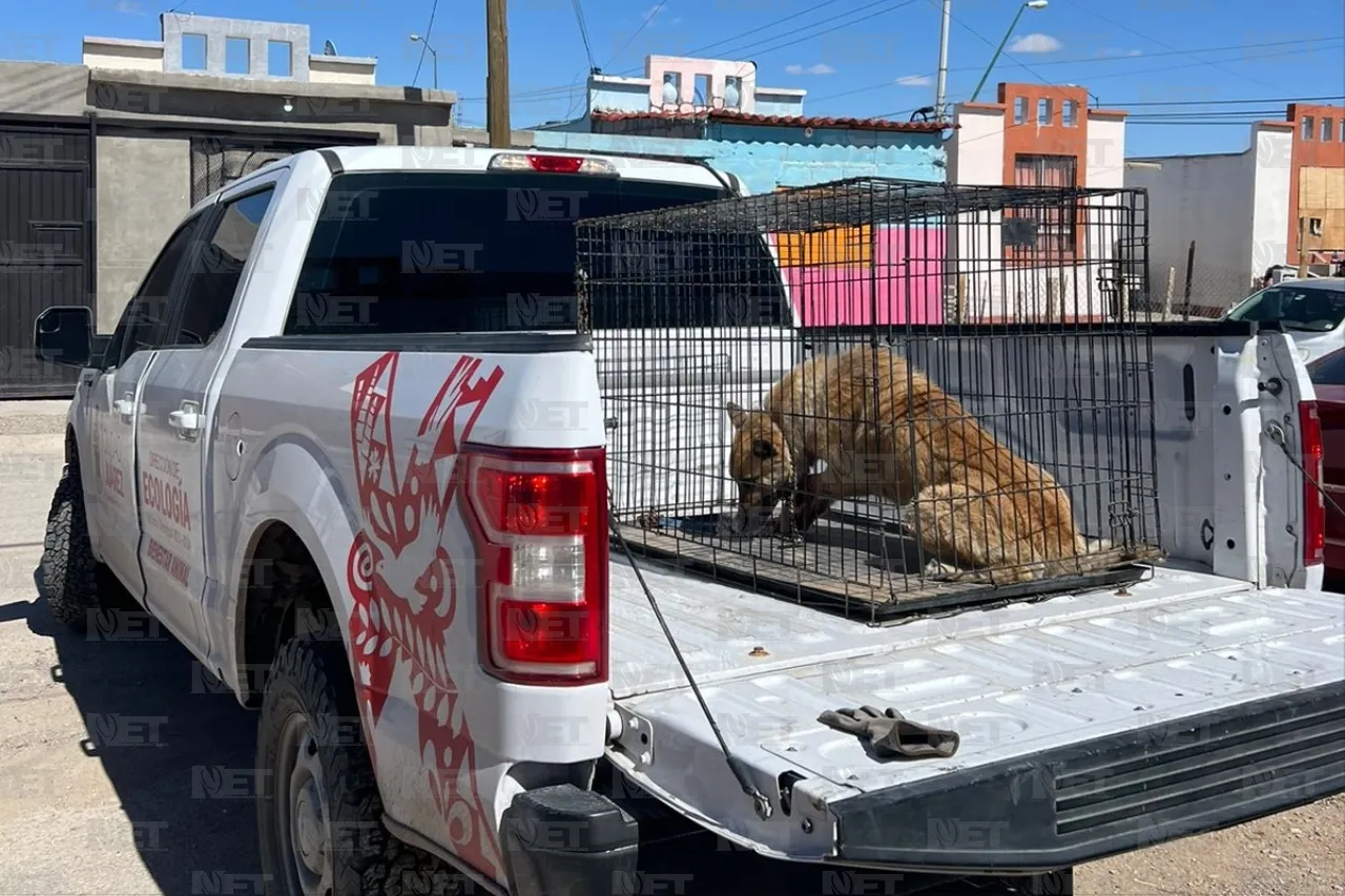 Resguardan la mascota por caso de zoofilia en Juárez