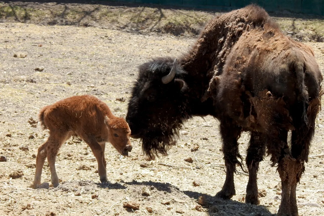 Zoológico de Chihuahua tiene nuevo residente, un bisonte