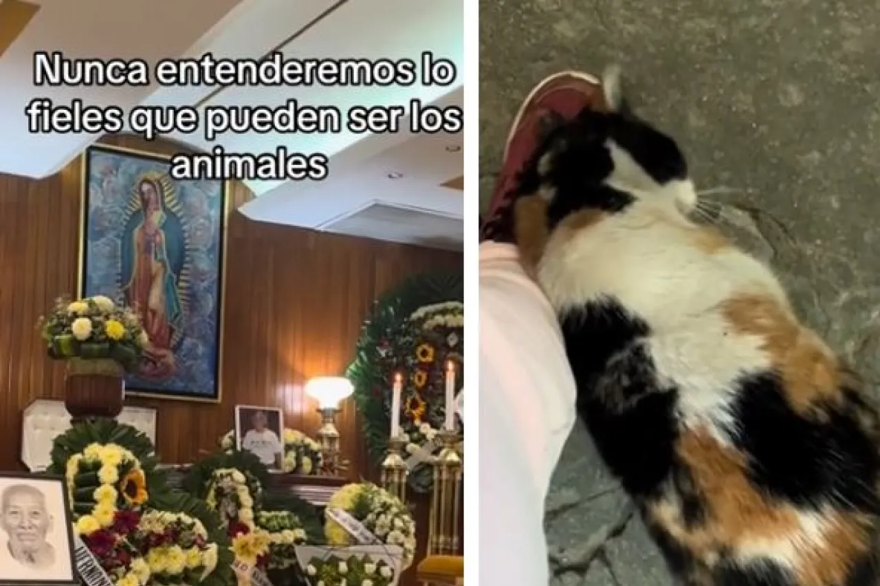 Gatito llora desconsolado la muerte de su dueño