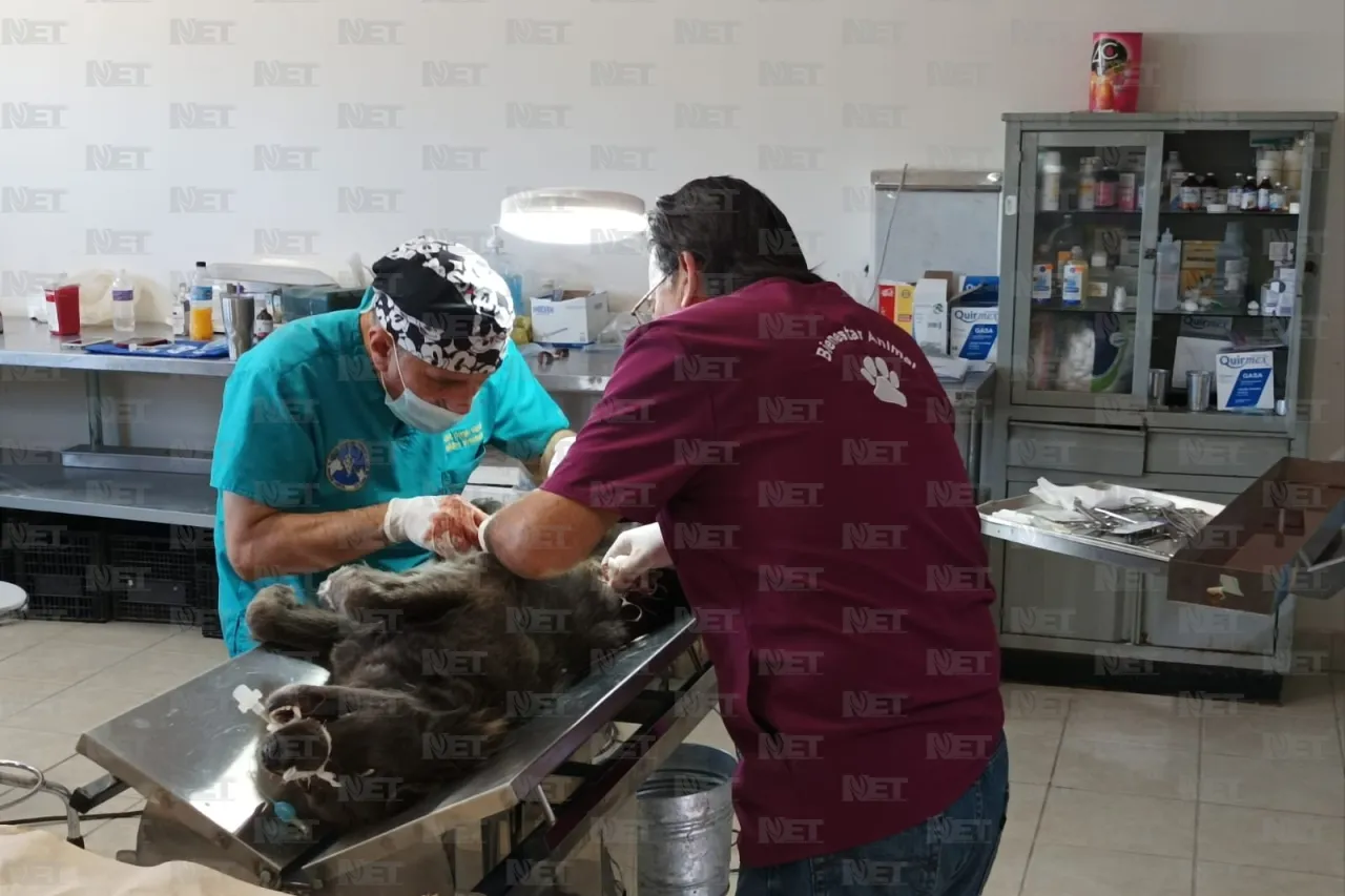 Realizan Jornada Especial De Esterilización A Mascotas Del Ramm