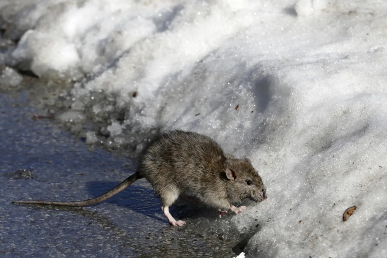 ¿Dolido este San Valentín? Ponle el nombre de tu ex a una rata o insecto