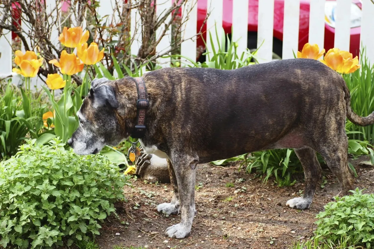Cómo cuidar el jardín cuando amas a los perros y a las plantas
