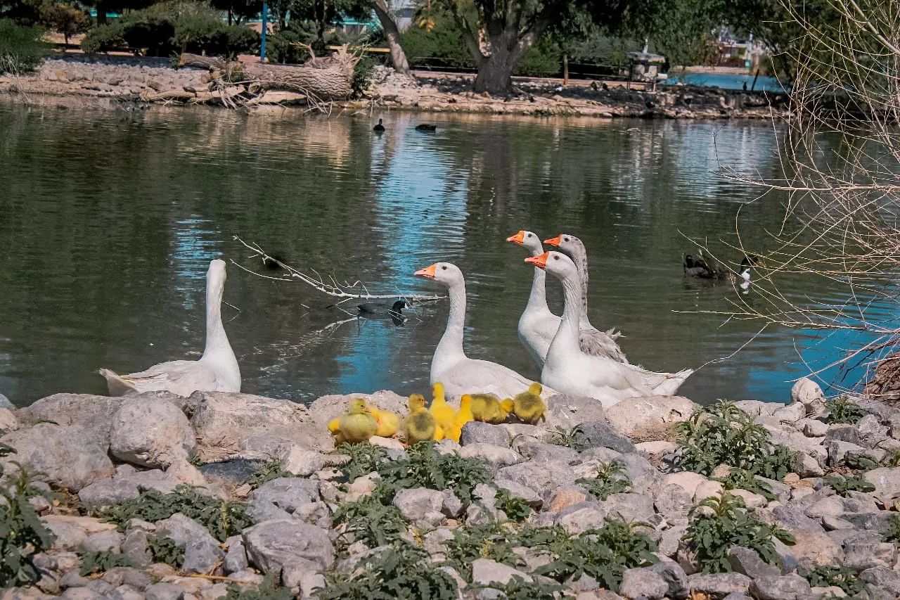 El Parque Central da la bienvenida a sus nuevos habitantes