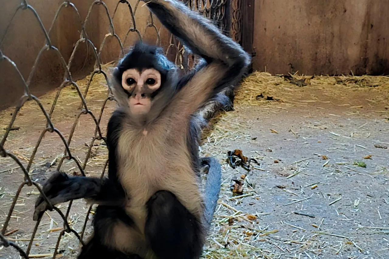 Video: Así capturaron al mono araña en maquiladora de Juárez