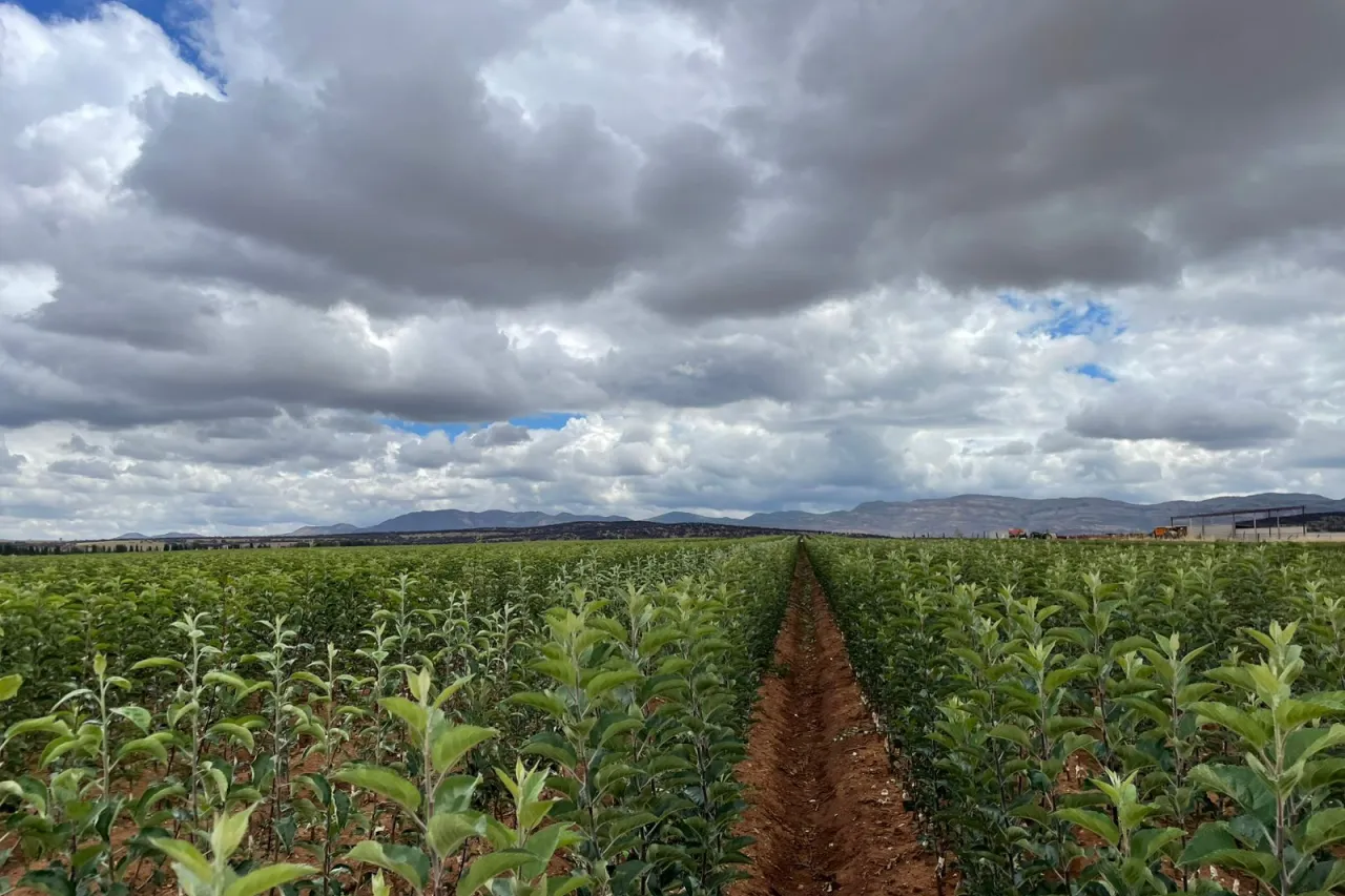 Impulsan producción de manzanas con siembra de árboles en vivero estatal