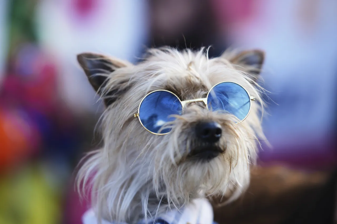 Un desfile de perros rinde homenaje a Bolivia por su Bicentenario
