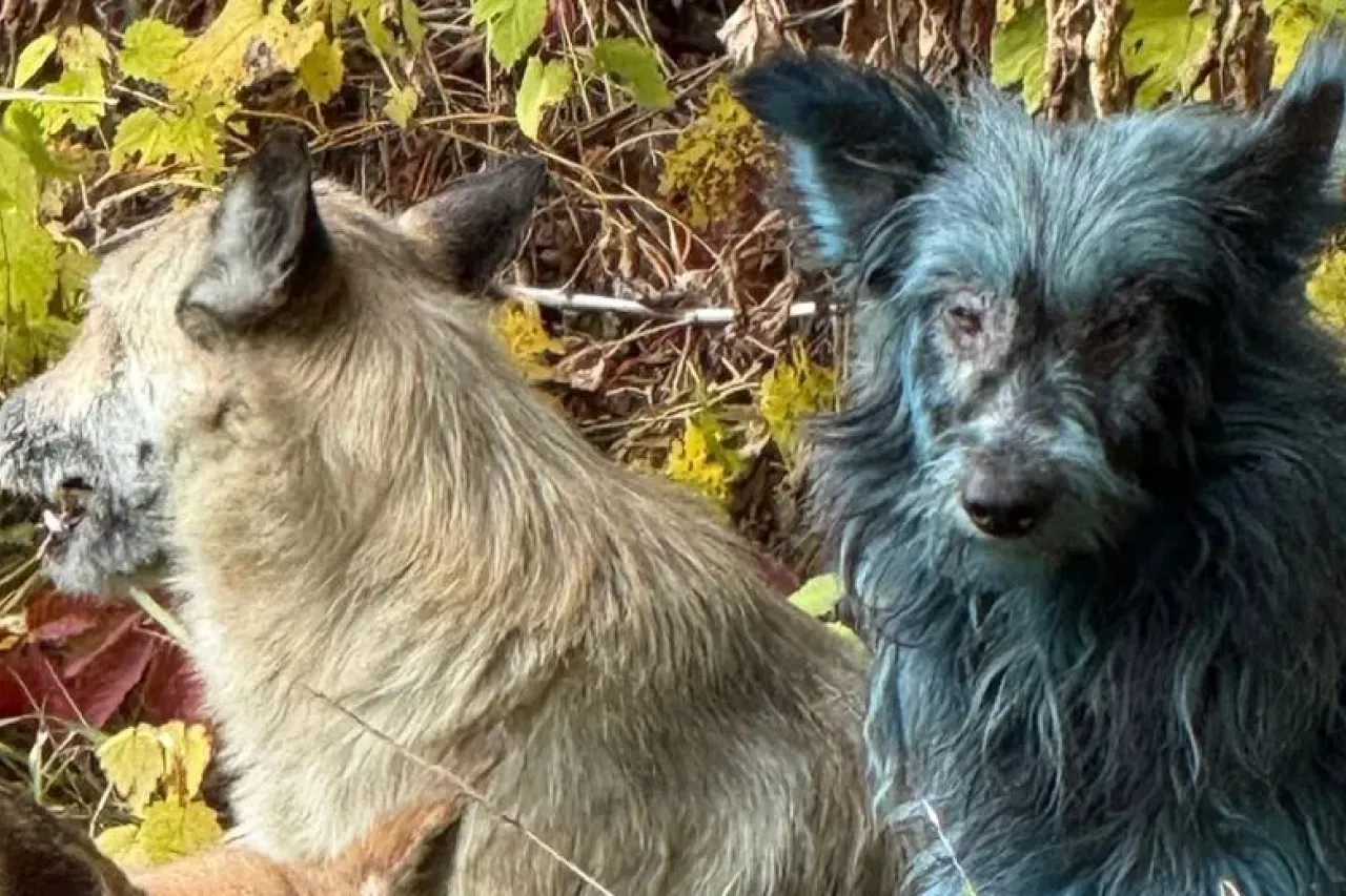 Video: Perros con pelaje azul sorprenden a cuidadores en Chernóbil