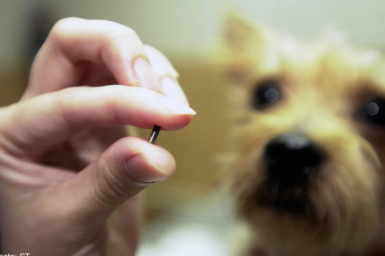 Hay hoy evento de implantación y revisión de microchips para mascotas ...