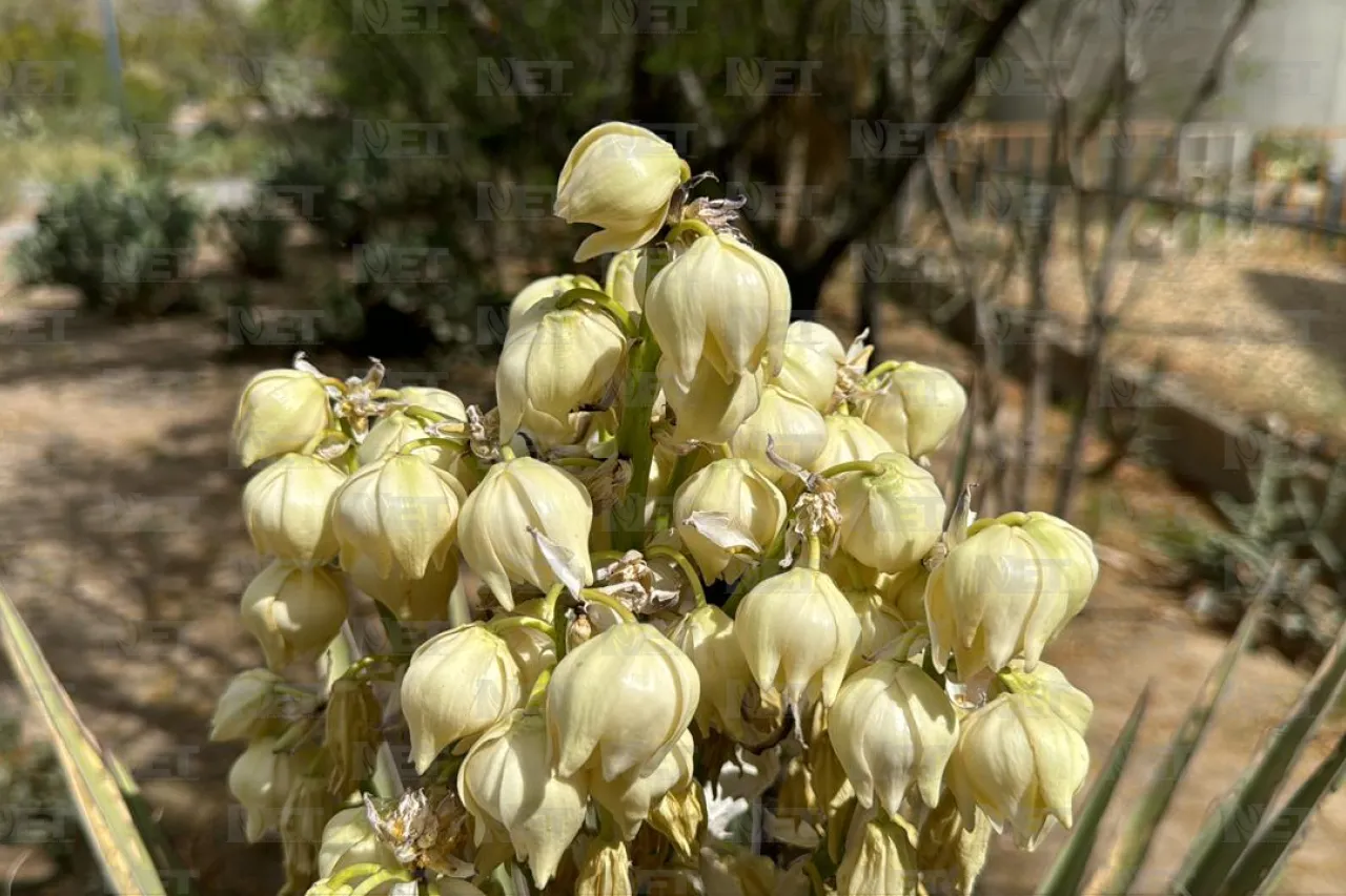 Descubre la flor de izote, símbolo del desierto