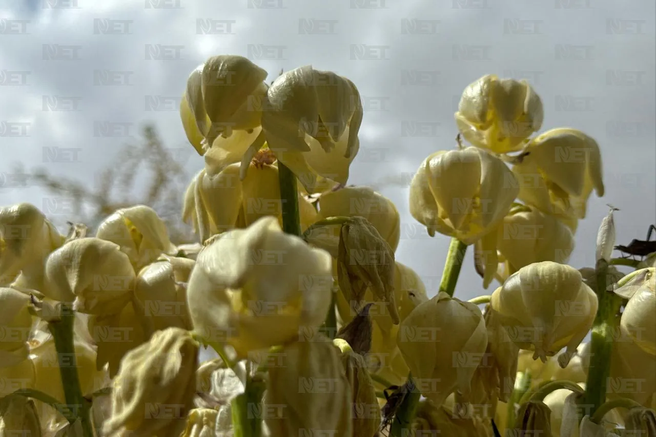 Descubre la flor de izote, símbolo del desierto