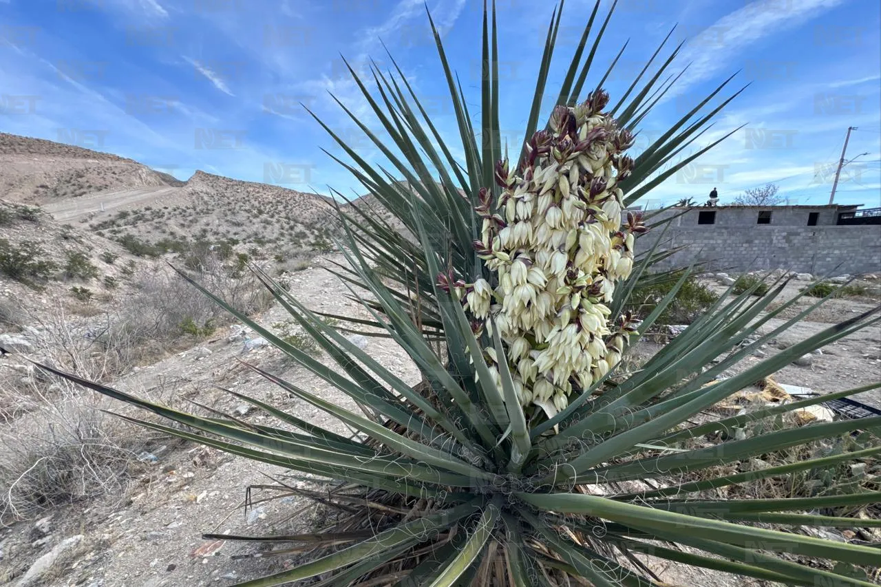 Descubre la flor de izote, símbolo del desierto
