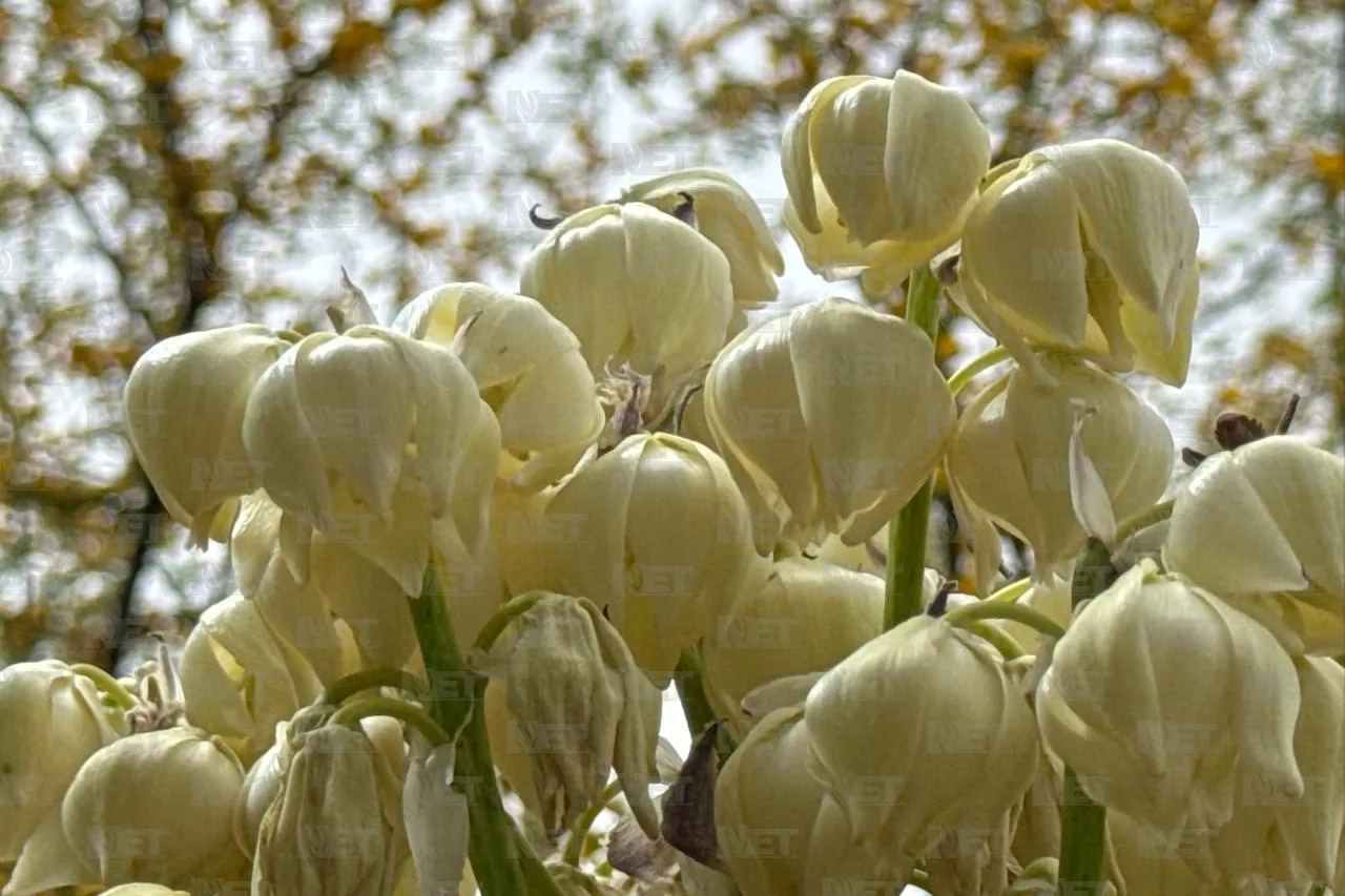 Descubre la flor de izote, símbolo del desierto